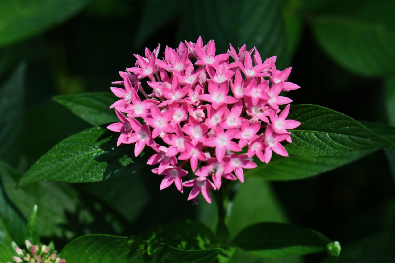 Pentas – IN MY VIEWFINDER