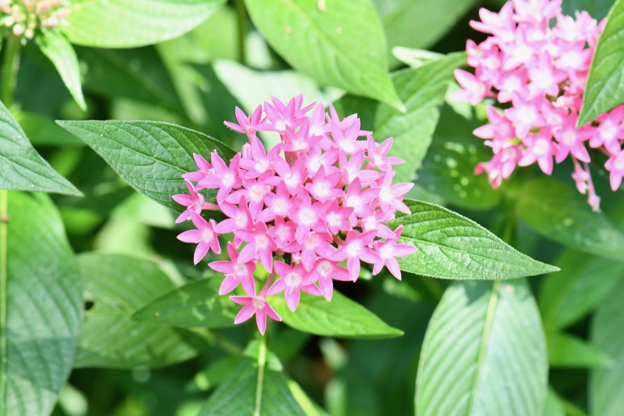 Pentas – IN MY VIEWFINDER