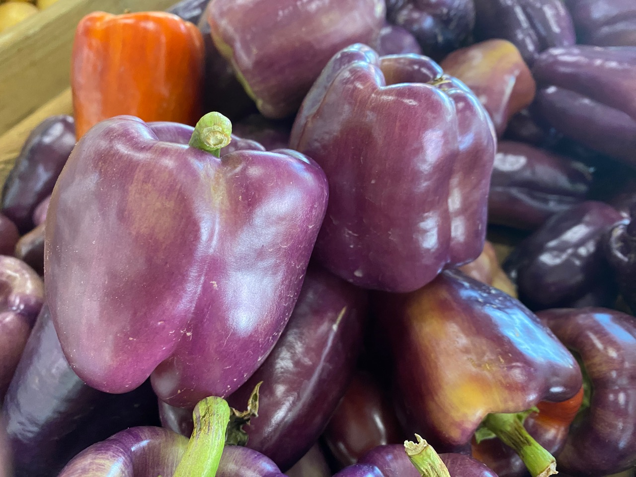 Purple Peppers – IN MY VIEWFINDER