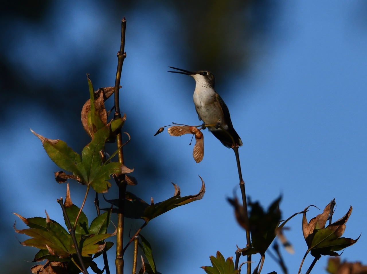 Hummingbird at Rest – IN MY VIEWFINDER
