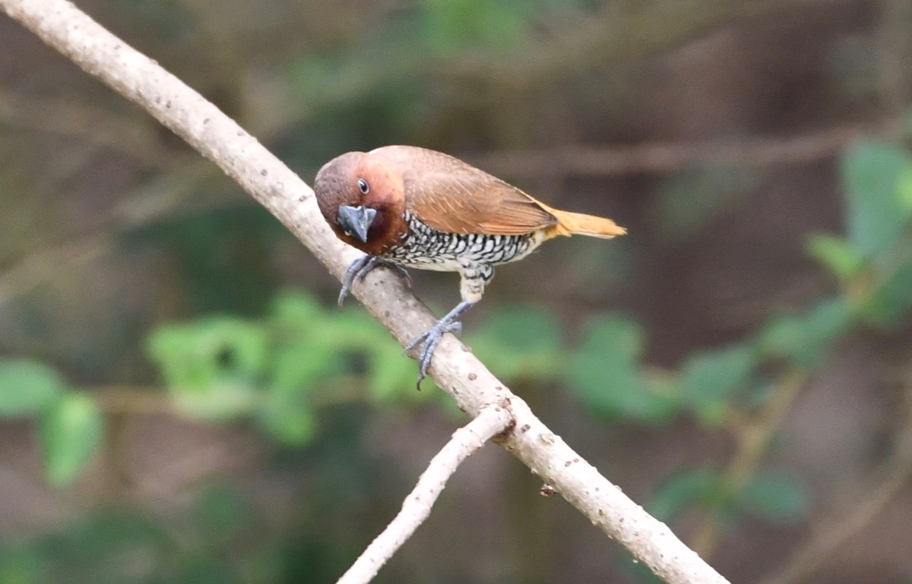 Scaly-breasted Munia – IN MY VIEWFINDER