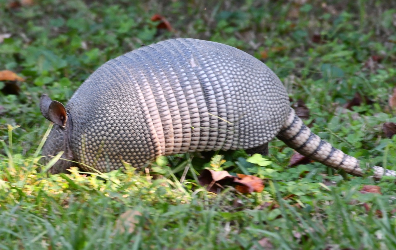 Nine-banded Armadillo – IN MY VIEWFINDER