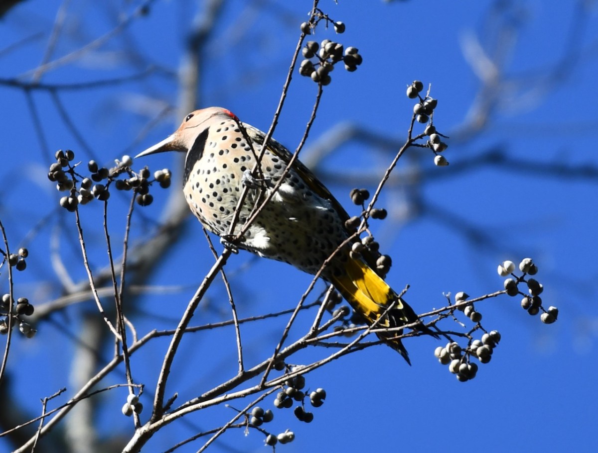 Yellowhammer: the State Bird of Alabama – IN MY VIEWFINDER
