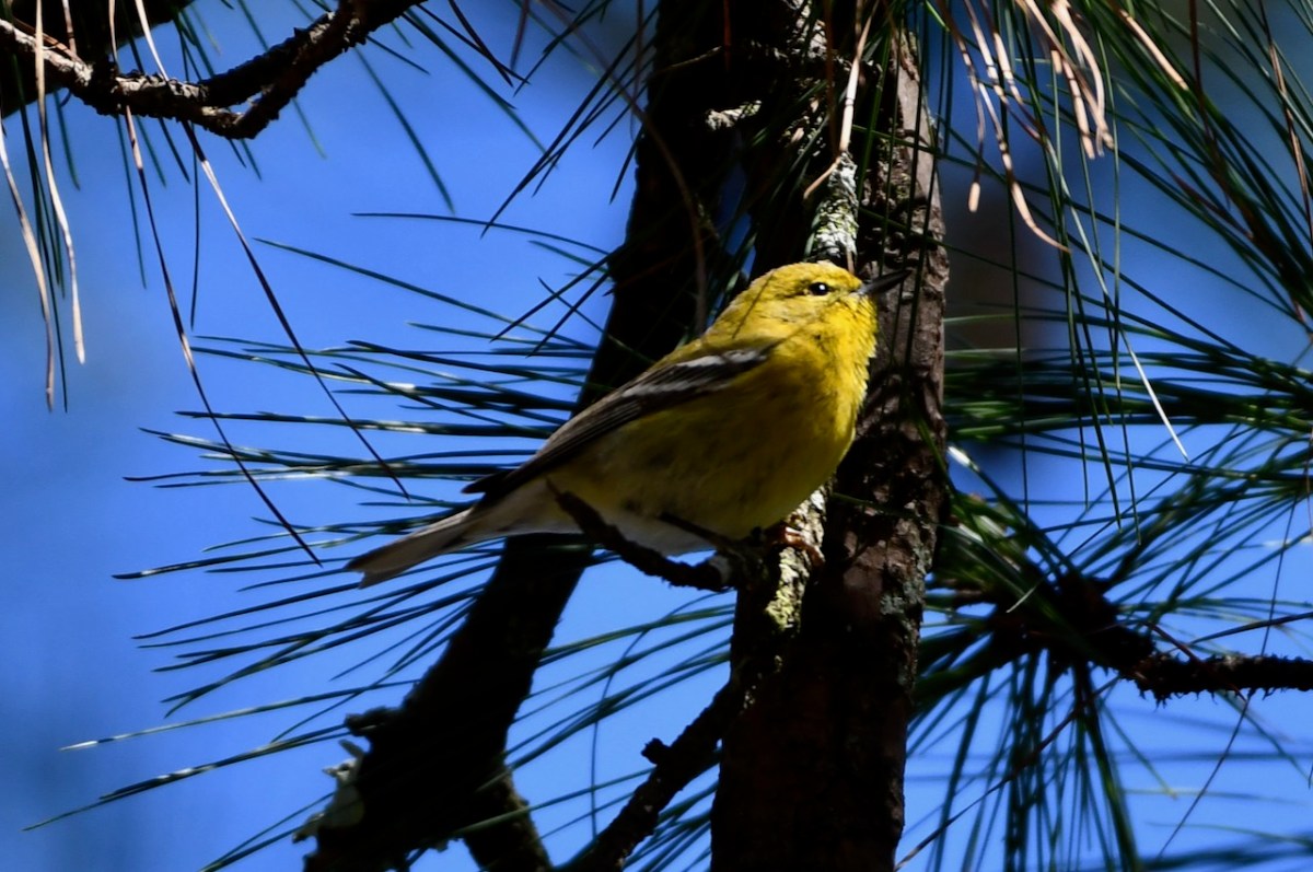 Pine Warbler – IN MY VIEWFINDER