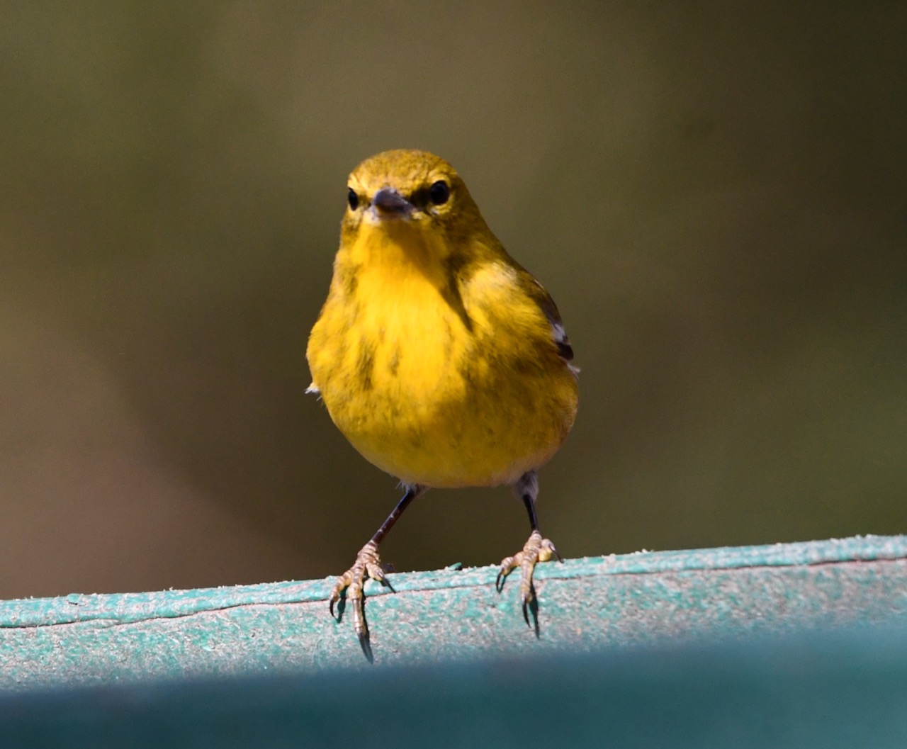 Pine Warbler – IN MY VIEWFINDER