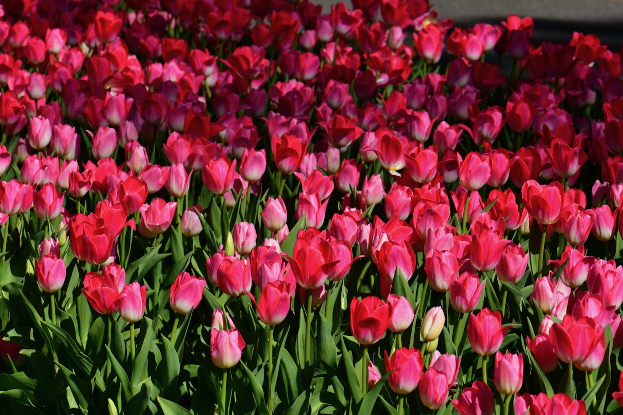 Tiptoe Through the Tulips – IN MY VIEWFINDER