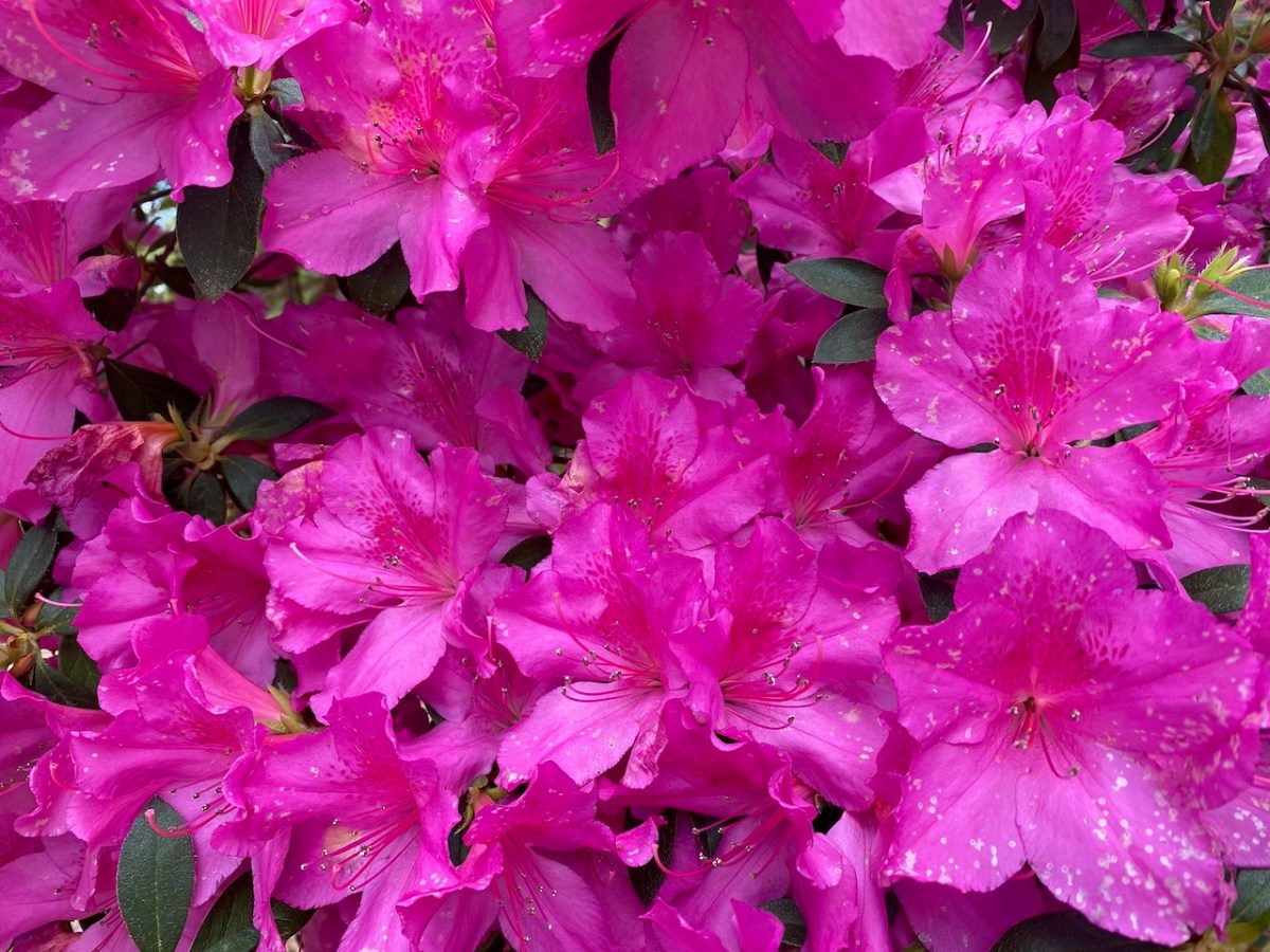 Spring Azaleas in Bloom – IN MY VIEWFINDER