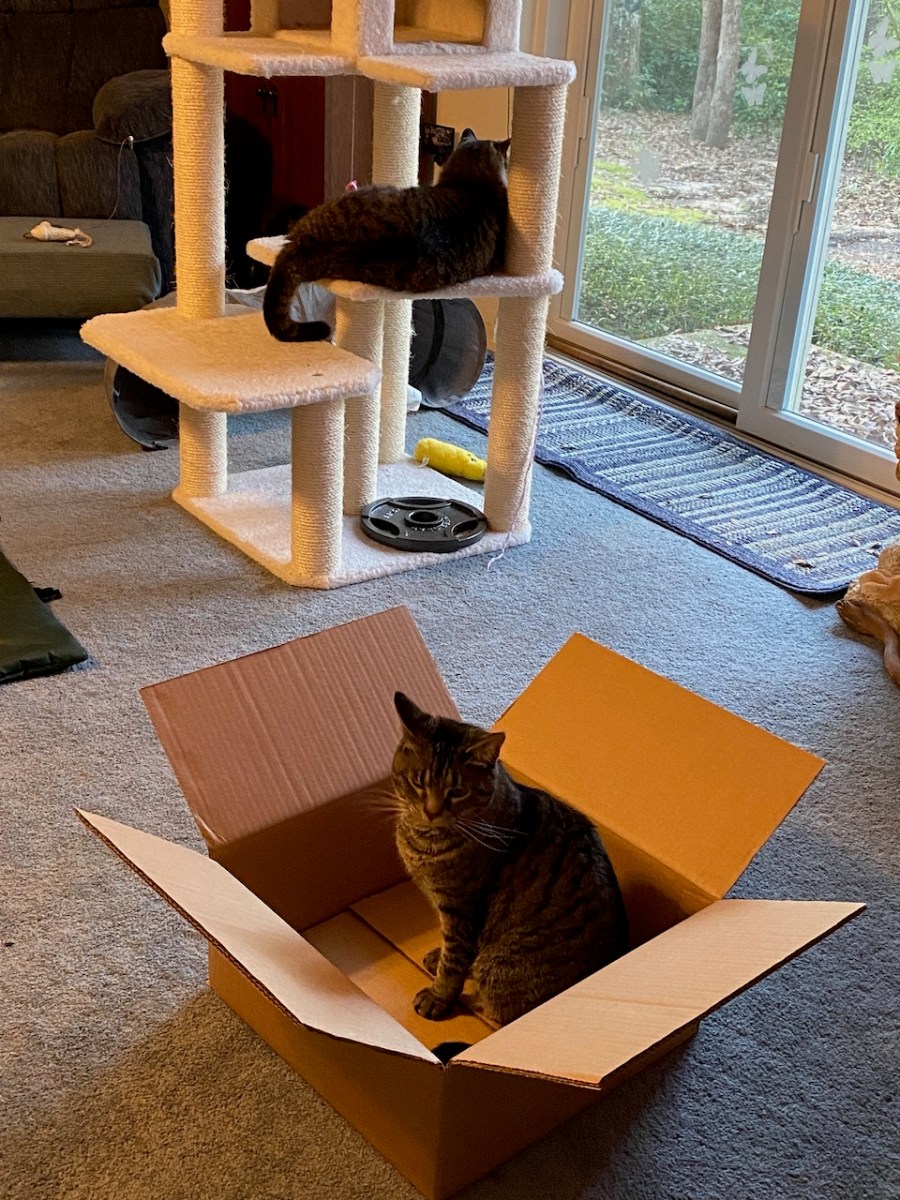 LuLu Kitty & Oscar – IN MY VIEWFINDER