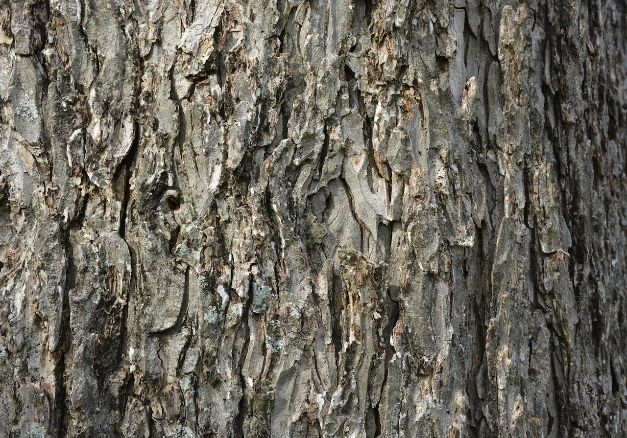 Tree Bark – IN MY VIEWFINDER