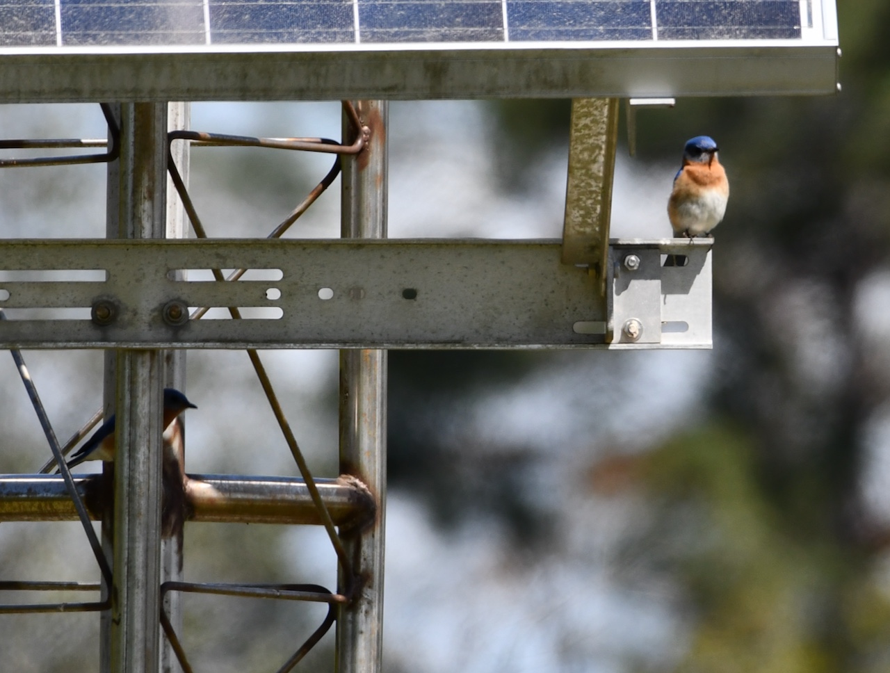 Eastern Bluebirds – IN MY VIEWFINDER