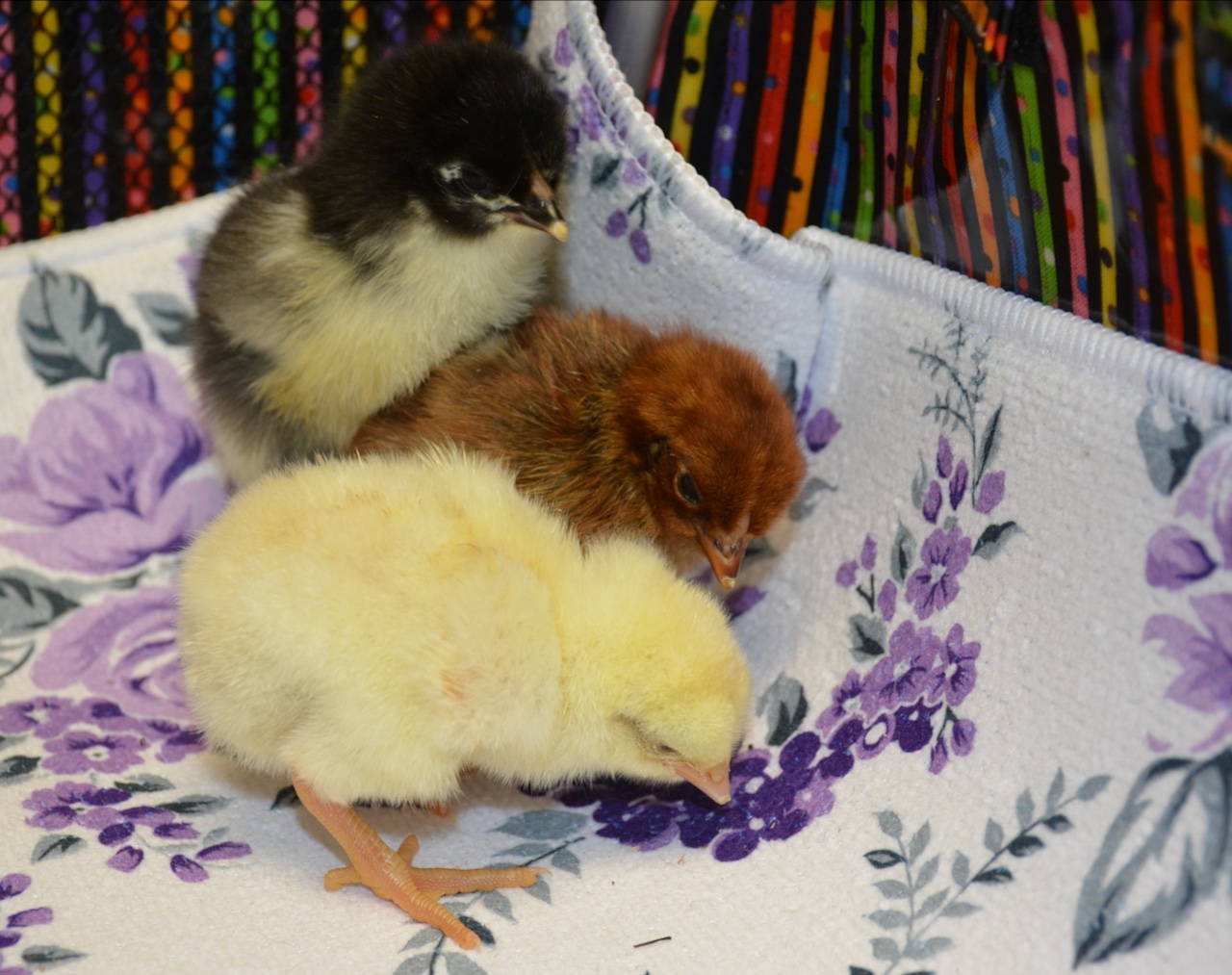 One Day Old Chicks In My Viewfinder