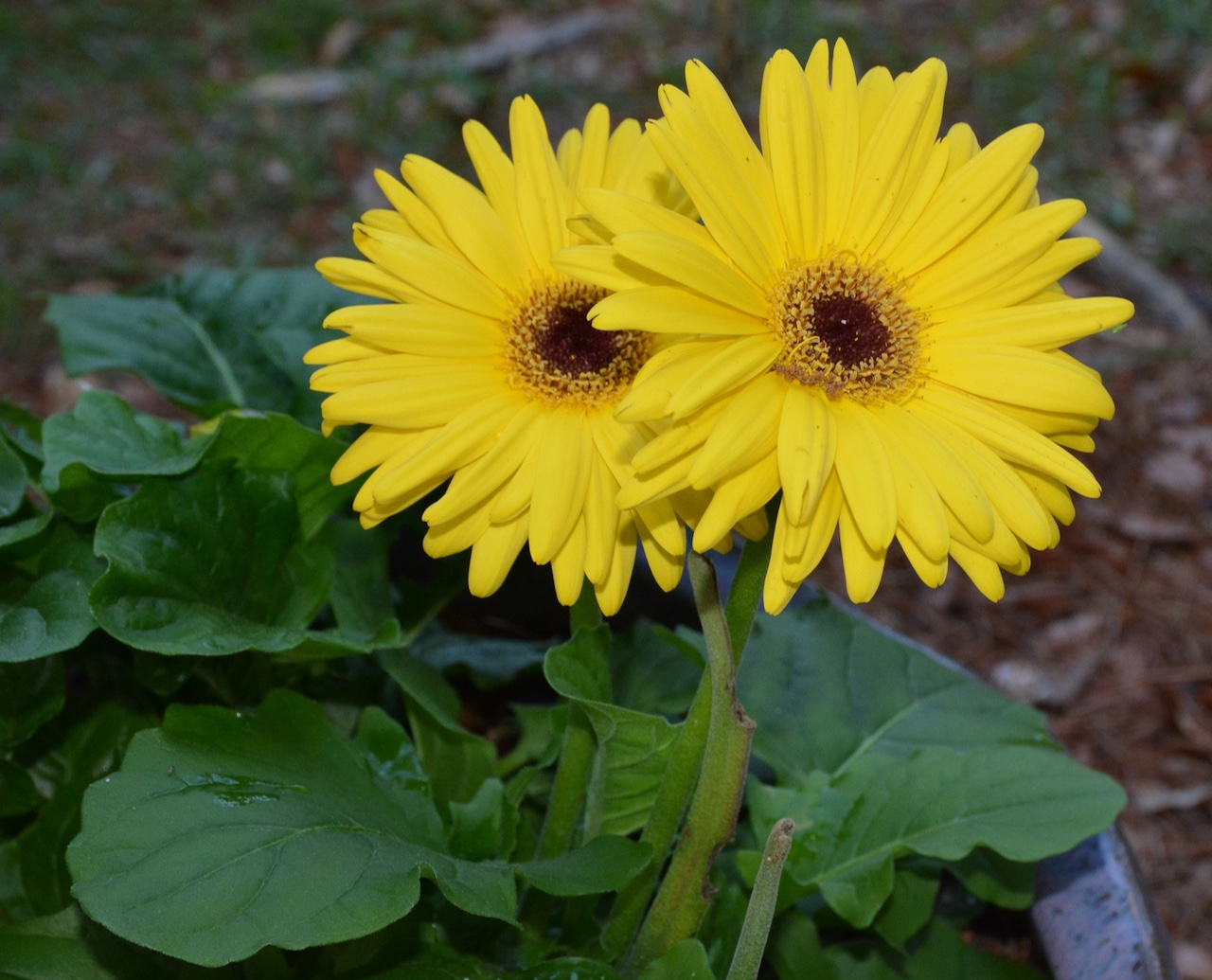 Yellow Gerber Daisies – IN MY VIEWFINDER