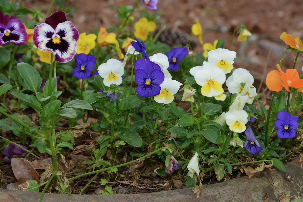 Pansies – IN MY VIEWFINDER