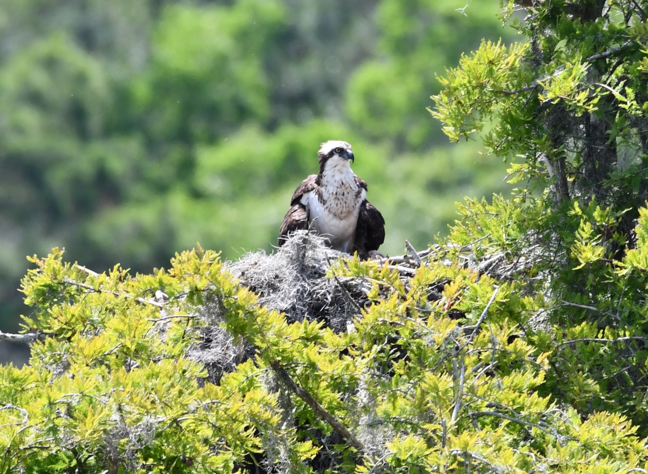 Osprey on Nest – IN MY VIEWFINDER