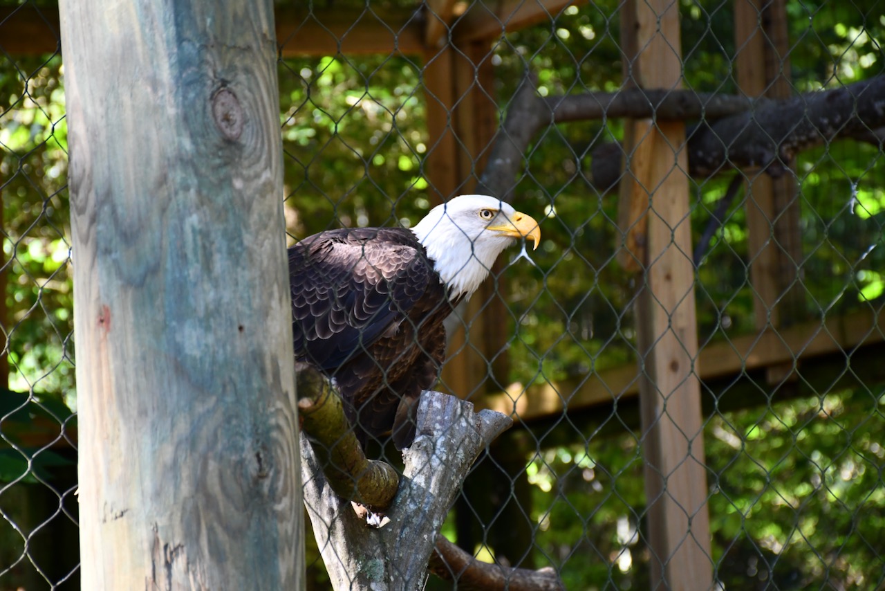 Bald Eagle at Zoo Atlanta – IN MY VIEWFINDER