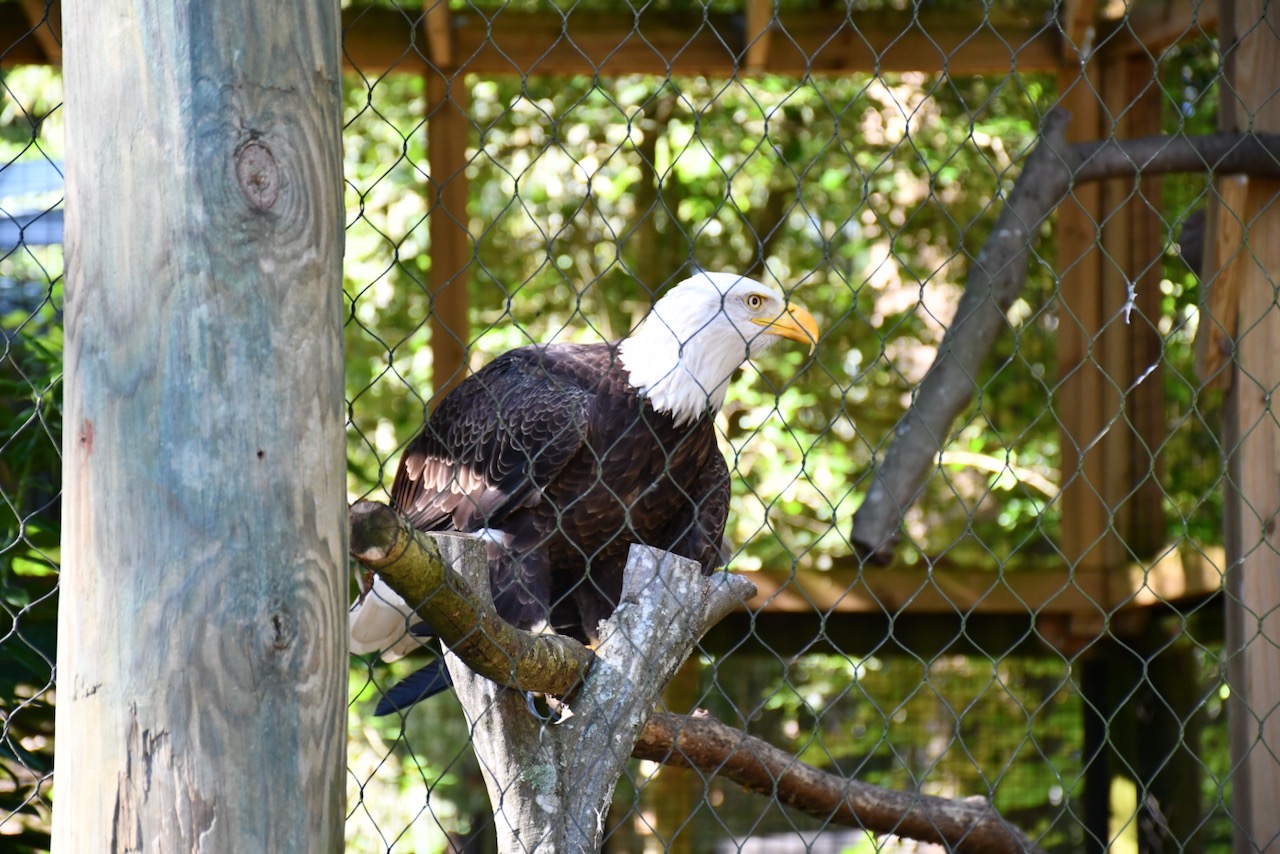 Bald Eagle at Zoo Atlanta – IN MY VIEWFINDER