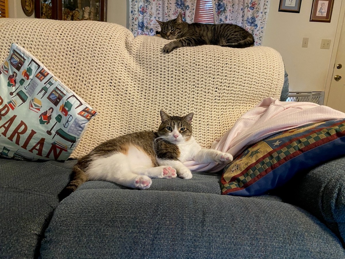 Oscar the Cat and LuLu Kitty – IN MY VIEWFINDER