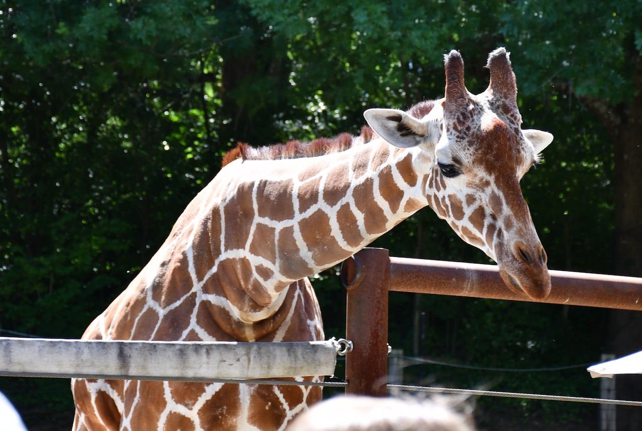Giraffe at Zoo Atlanta – IN MY VIEWFINDER