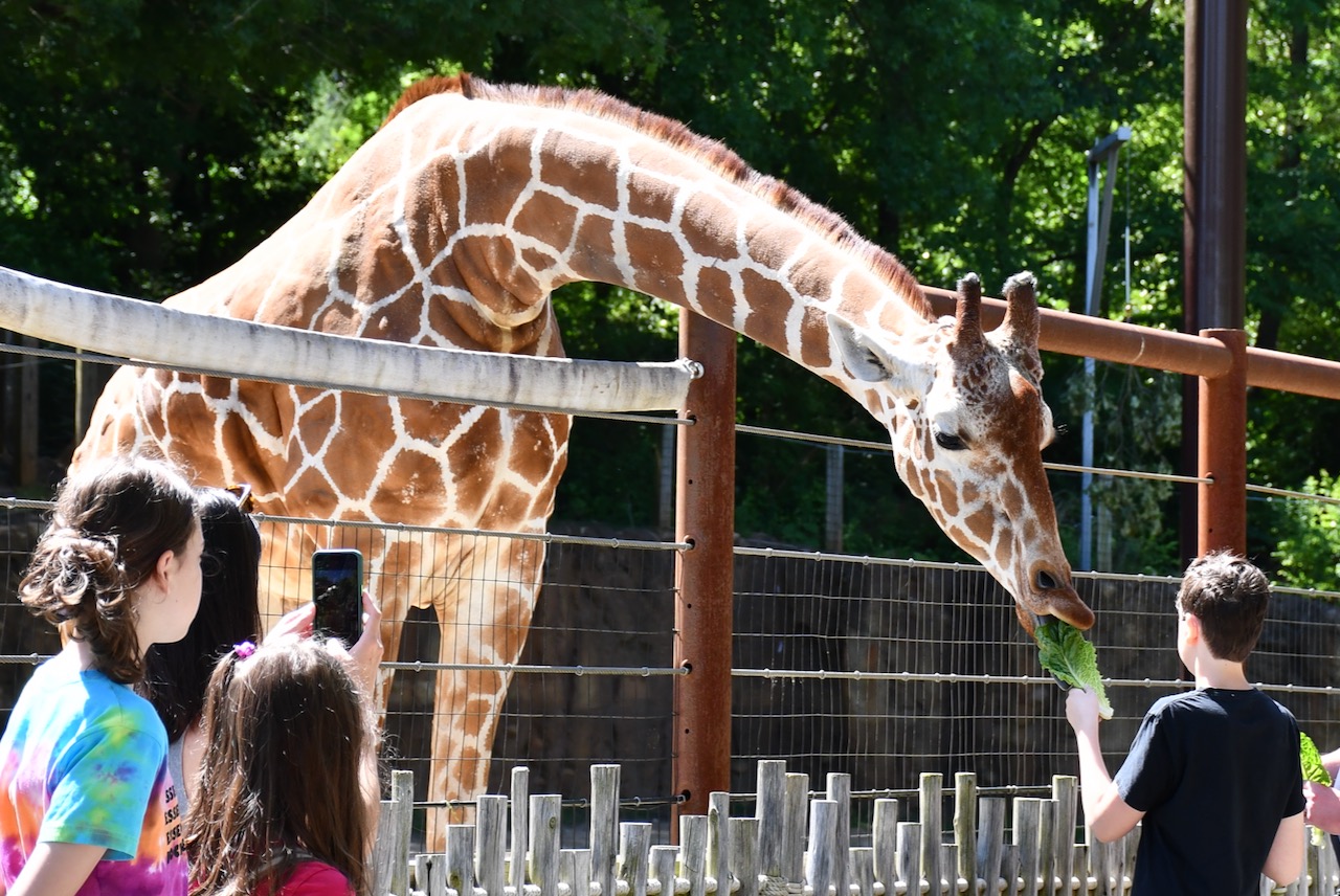 Giraffe at Zoo Atlanta – IN MY VIEWFINDER