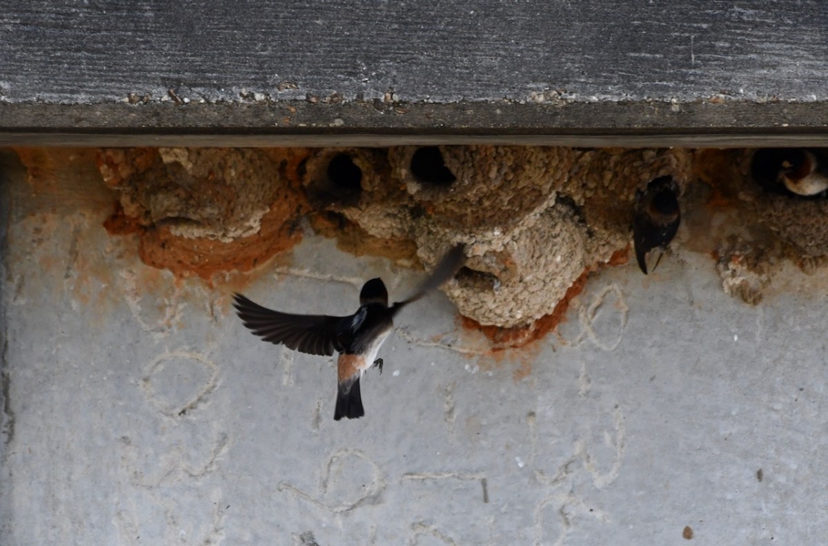 Cliff Swallows Nesting on the Causeway Bridge – IN MY VIEWFINDER