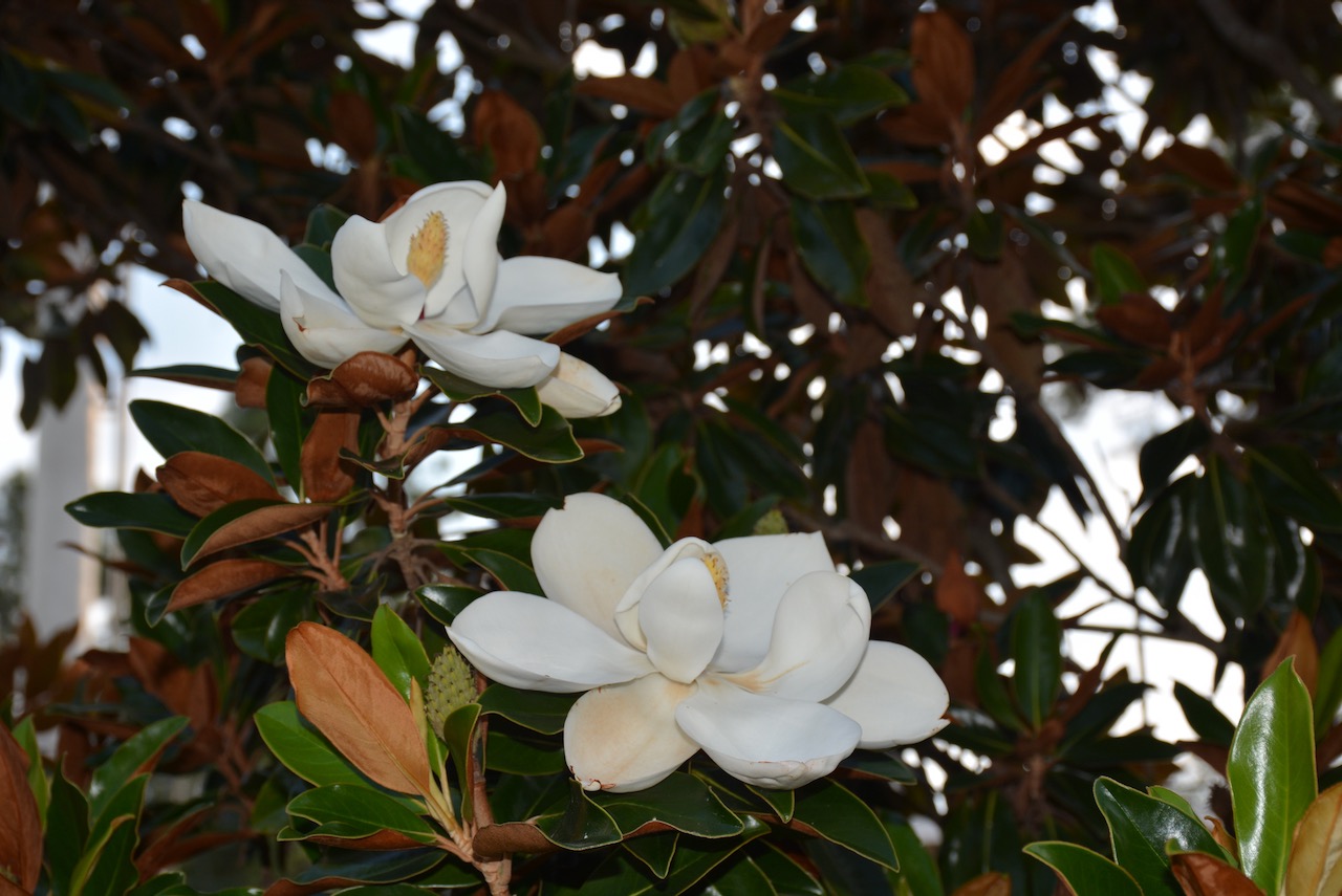 Southern Magnolia – IN MY VIEWFINDER