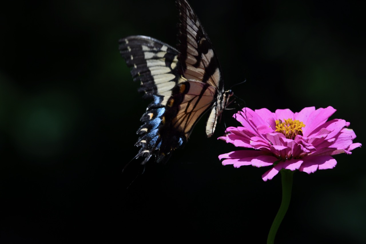 Eastern Tiger Swallowtail Butterfly – IN MY VIEWFINDER