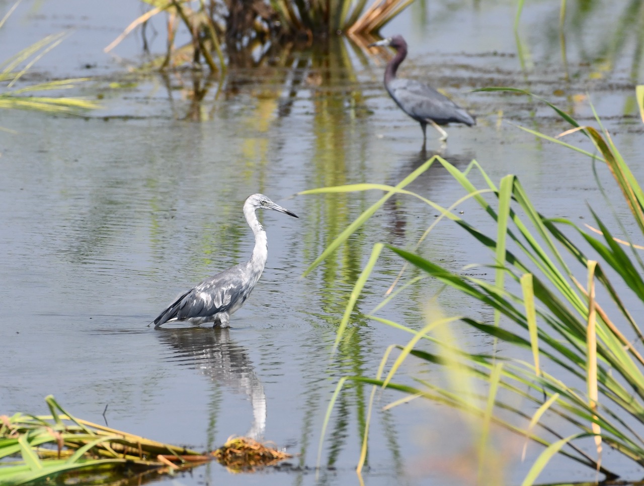 Little Blue Herons – IN MY VIEWFINDER