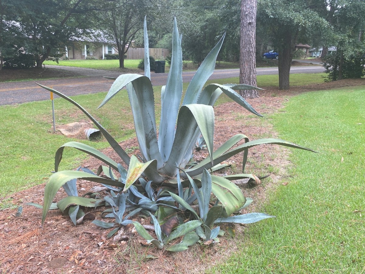Century Plants in My Neighborhood – IN MY VIEWFINDER
