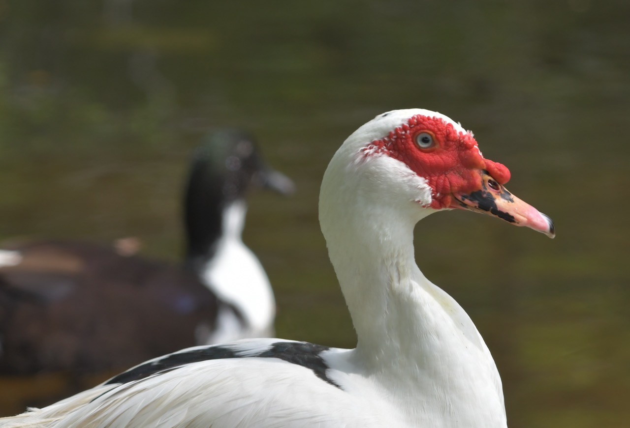 Muscovy Duck – IN MY VIEWFINDER