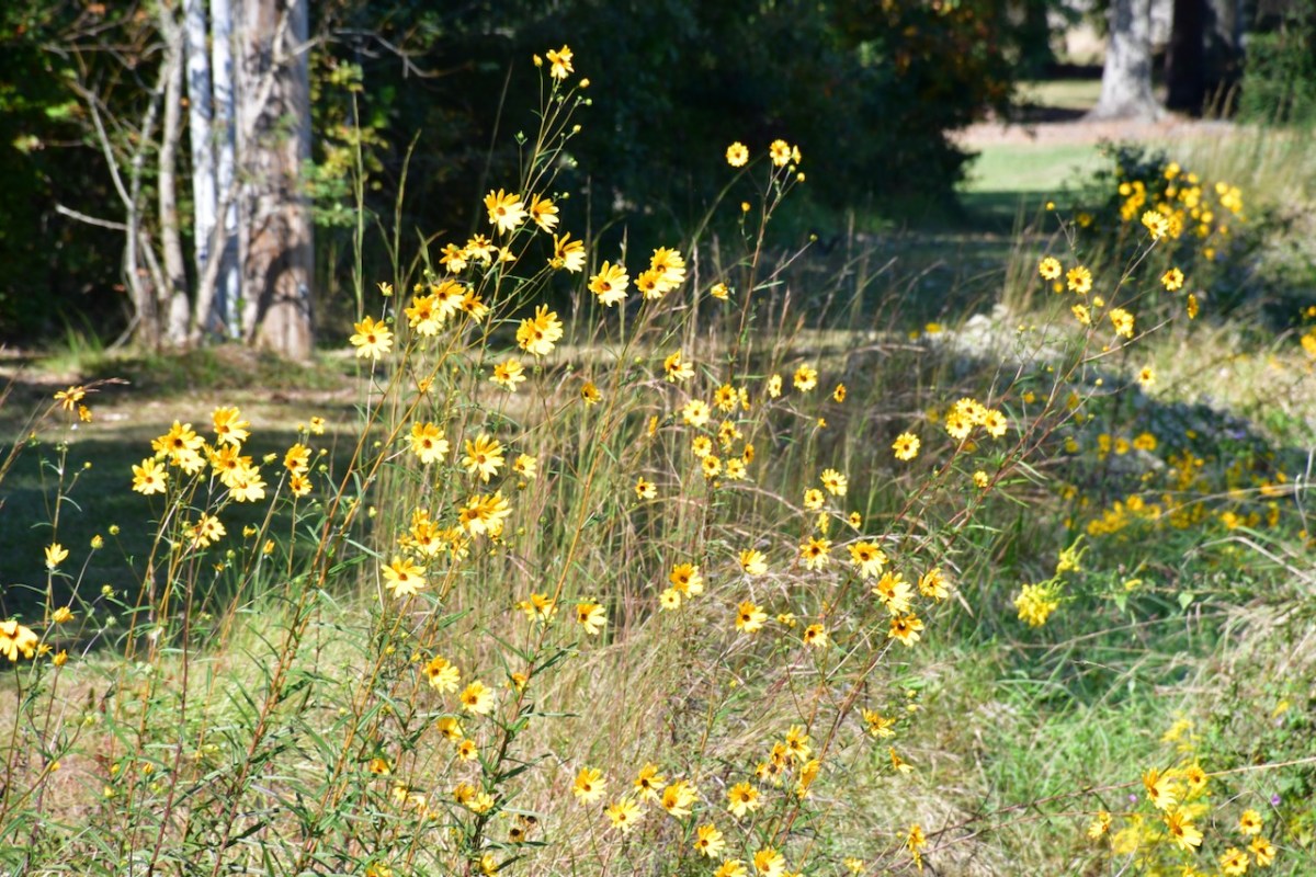 A Splash of Yellow – IN MY VIEWFINDER