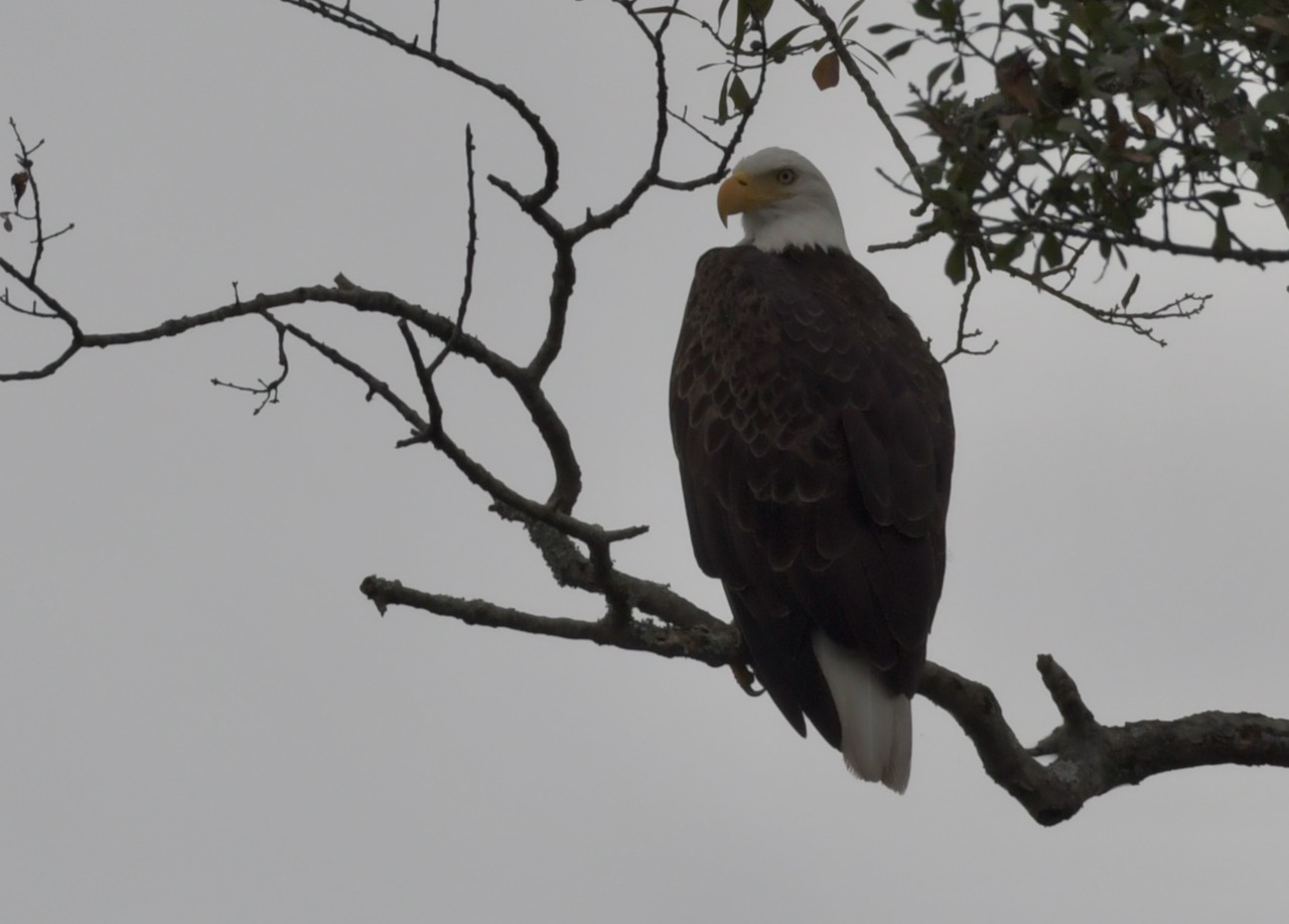 Bald Eagle on the Tensaw – IN MY VIEWFINDER