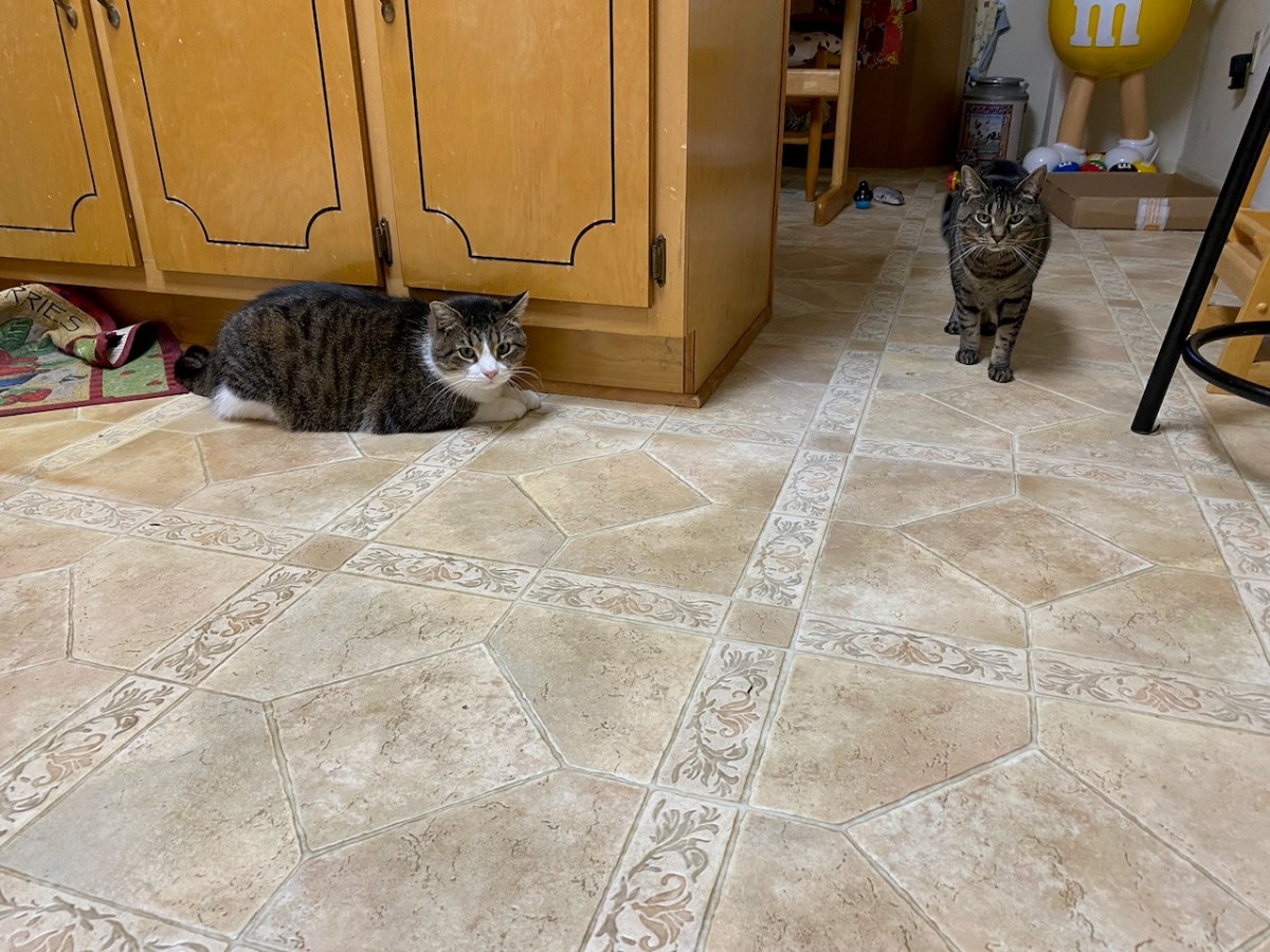 The Amazing LuLu Kitty – IN MY VIEWFINDER