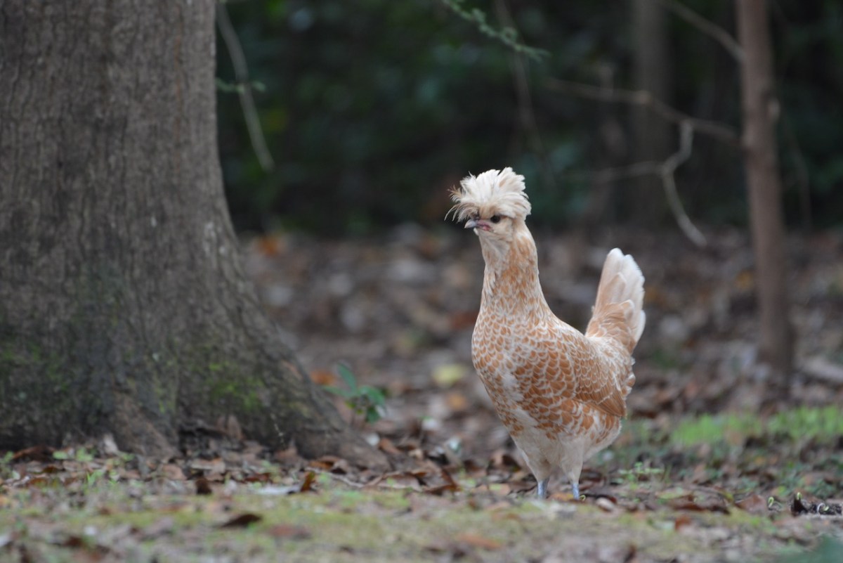 Padovana Chicken – IN MY VIEWFINDER