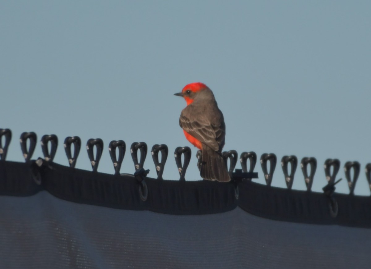 Rare Bird Alert – IN MY VIEWFINDER