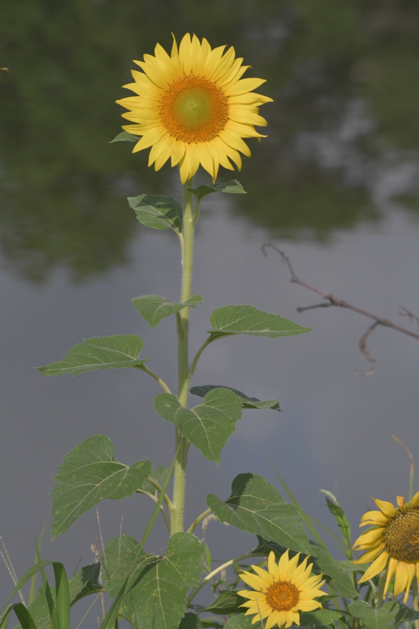 Sunflowers on CR54 – IN MY VIEWFINDER