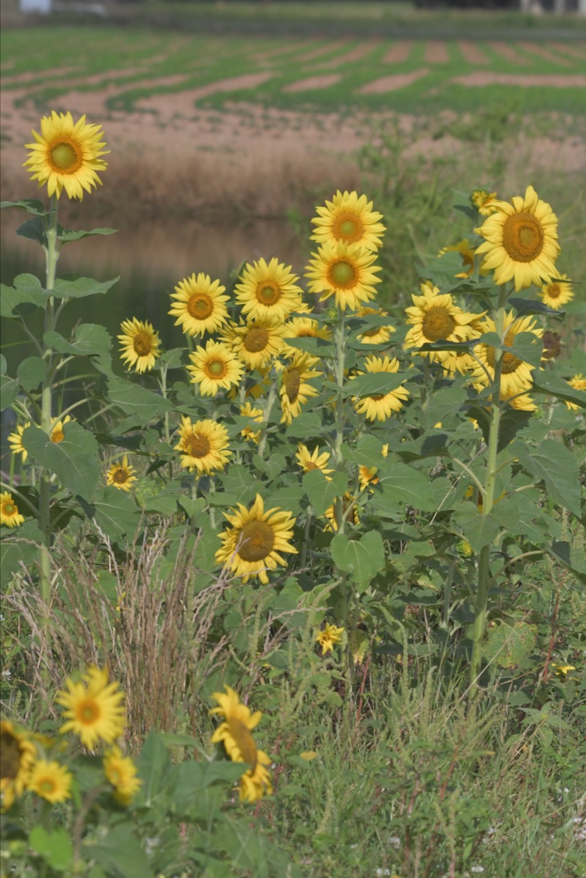 Sunflowers on CR54 – IN MY VIEWFINDER