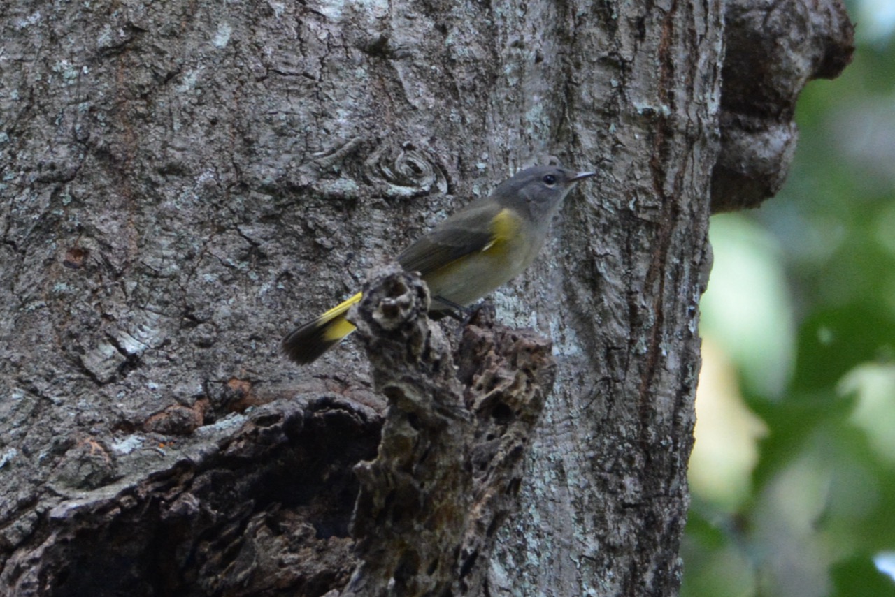 American Restart – IN MY VIEWFINDER