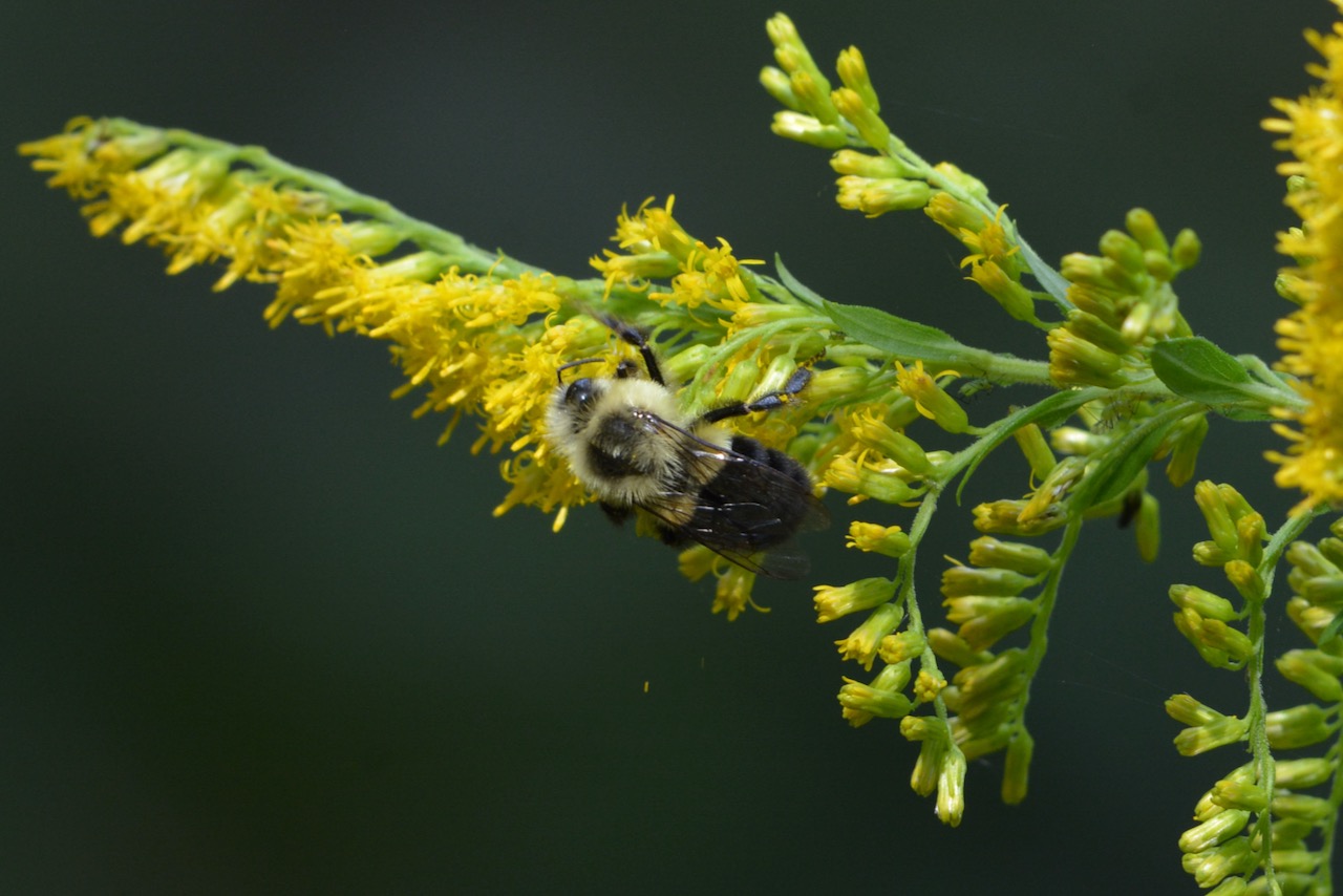 Common Eastern Bumble Bee – IN MY VIEWFINDER