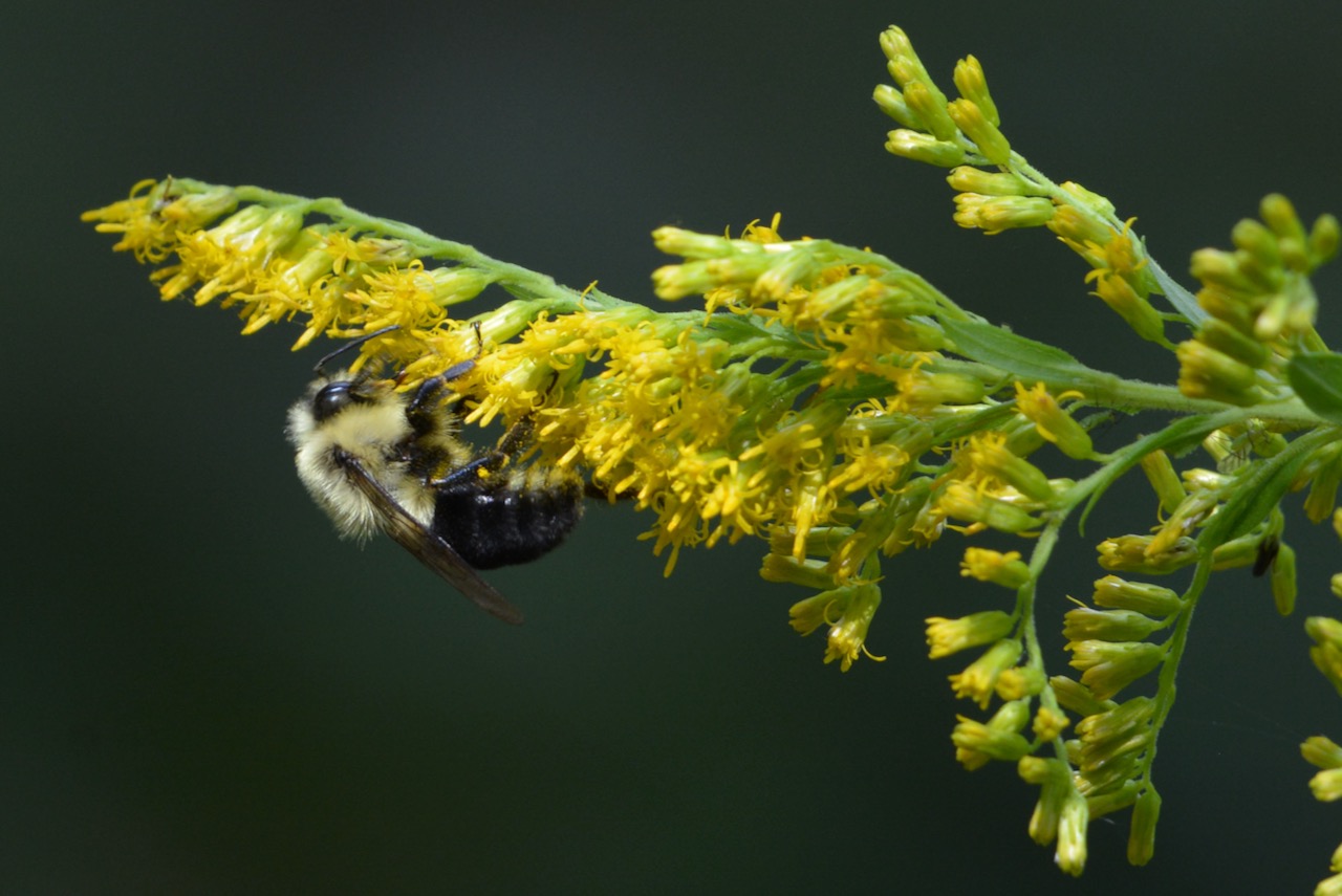 Common Eastern Bumble Bee – IN MY VIEWFINDER