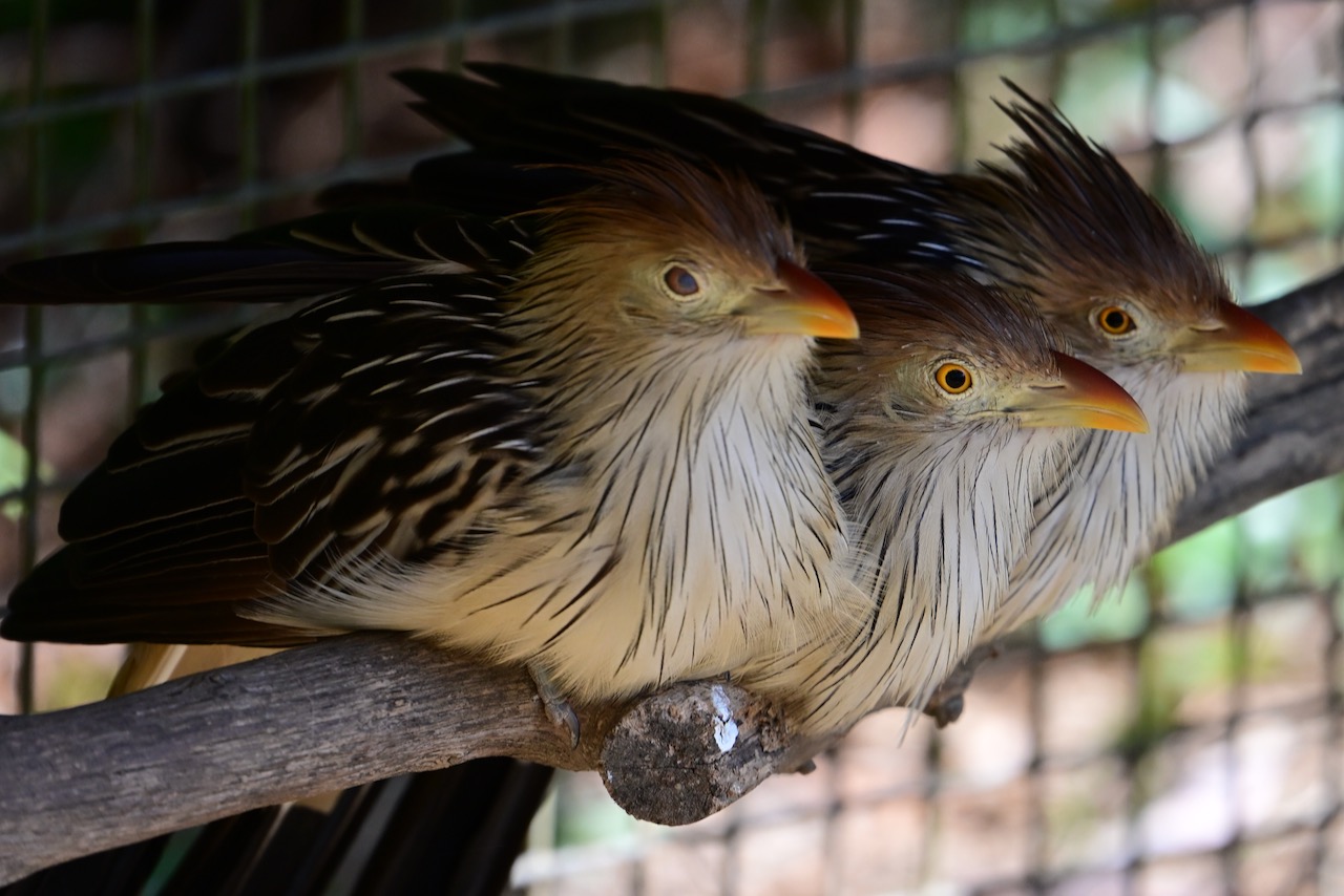 Birds at Alabama Gulf Coast Zoo – IN MY VIEWFINDER