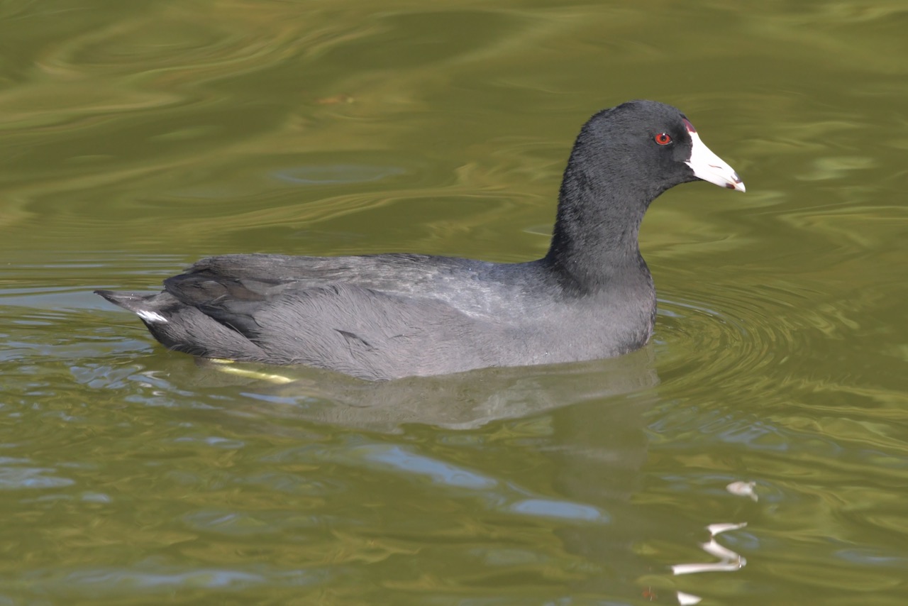 American Coot – IN MY VIEWFINDER