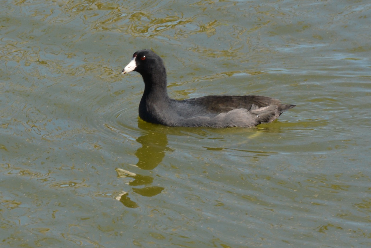American Coot – IN MY VIEWFINDER
