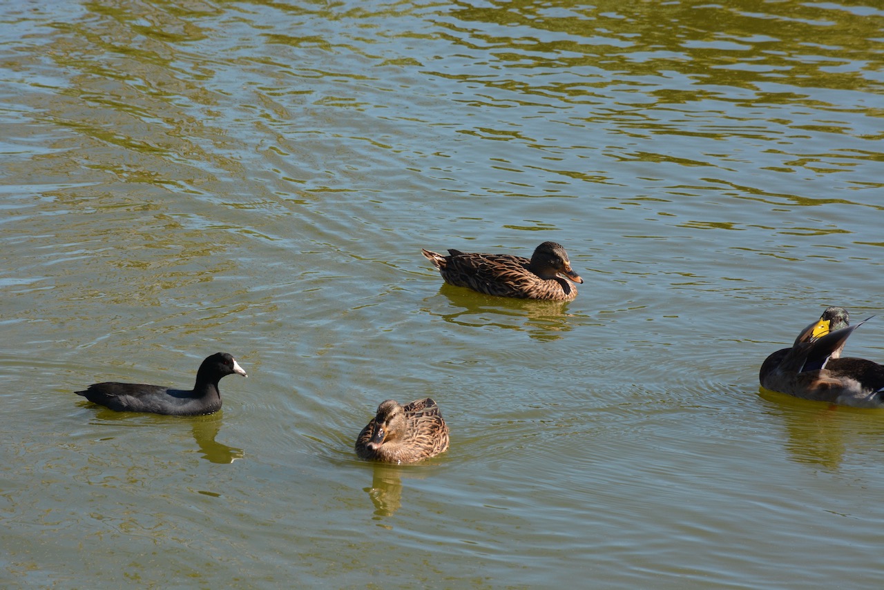 American Coot – IN MY VIEWFINDER