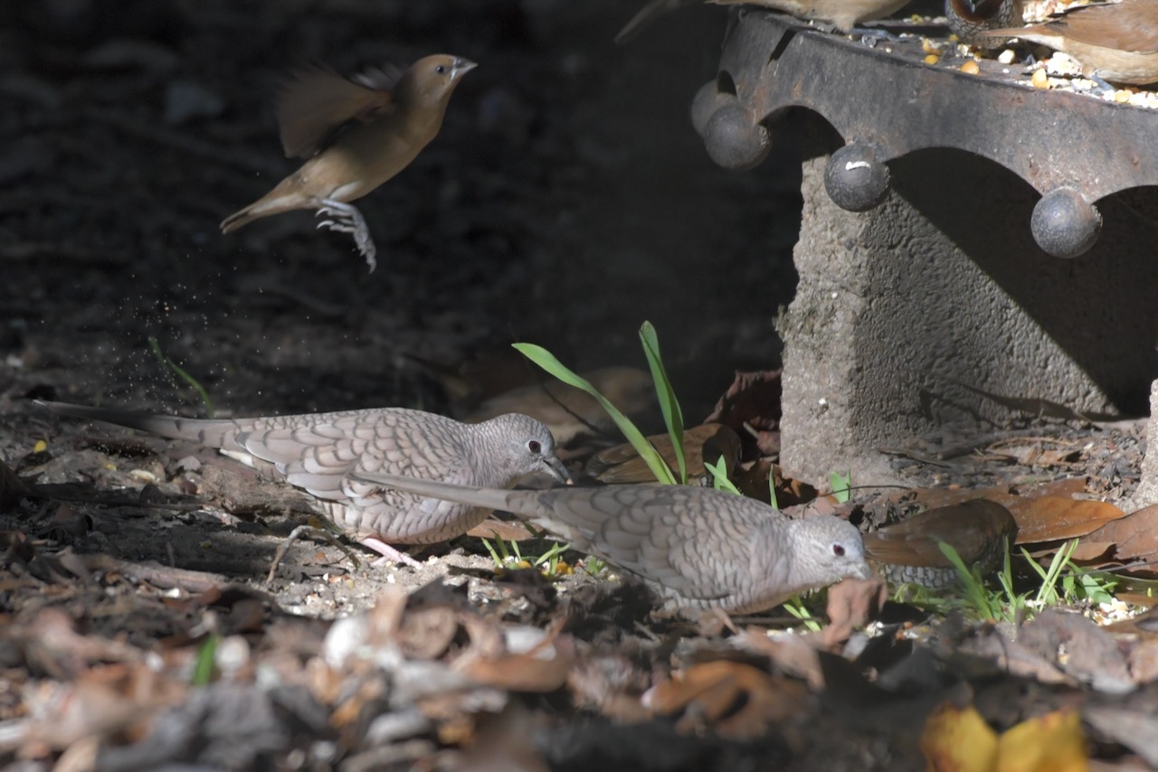 Small Doves – IN MY VIEWFINDER