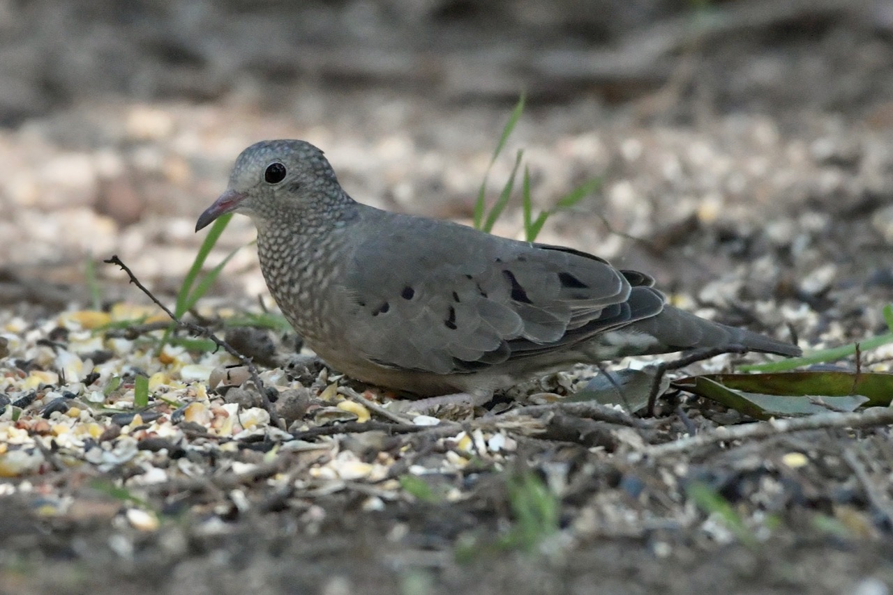 Small Doves – IN MY VIEWFINDER
