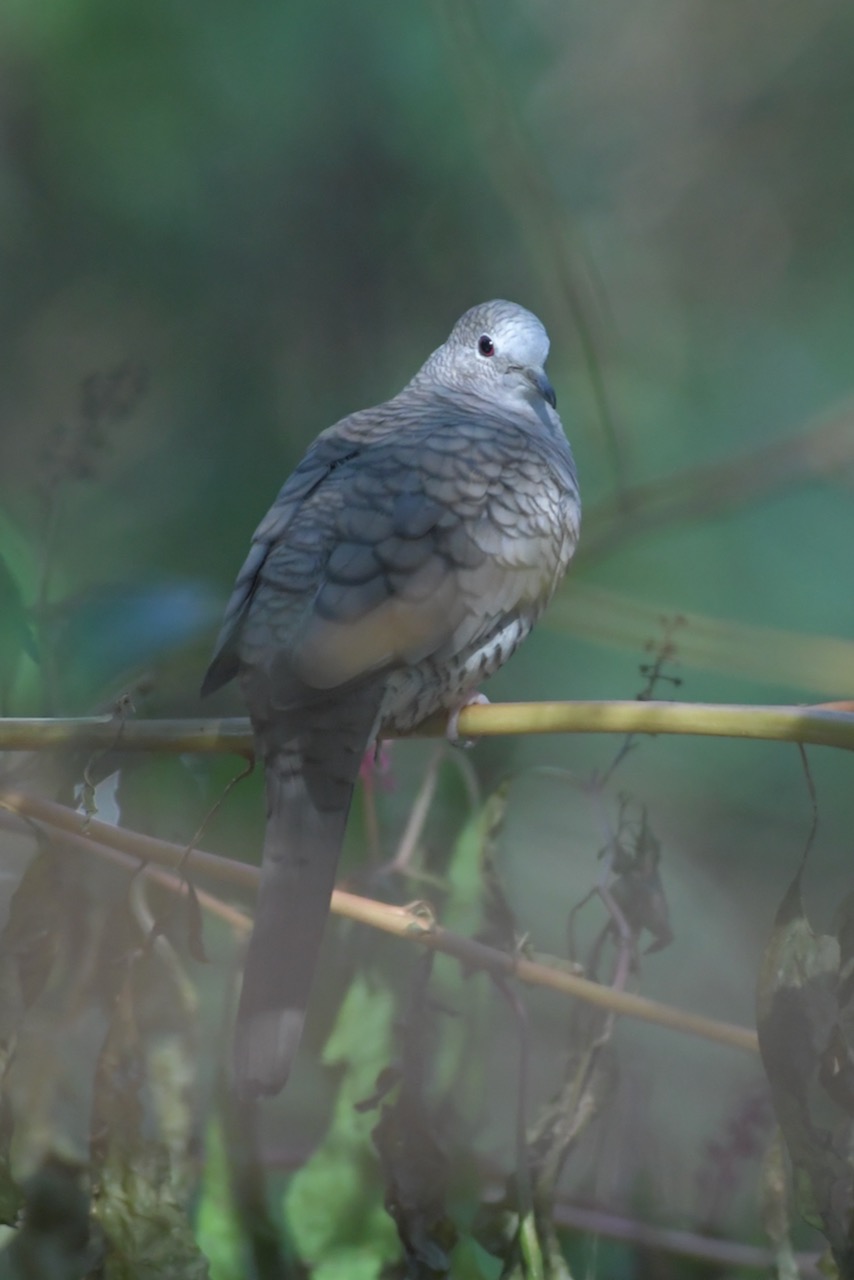 Small Doves – IN MY VIEWFINDER