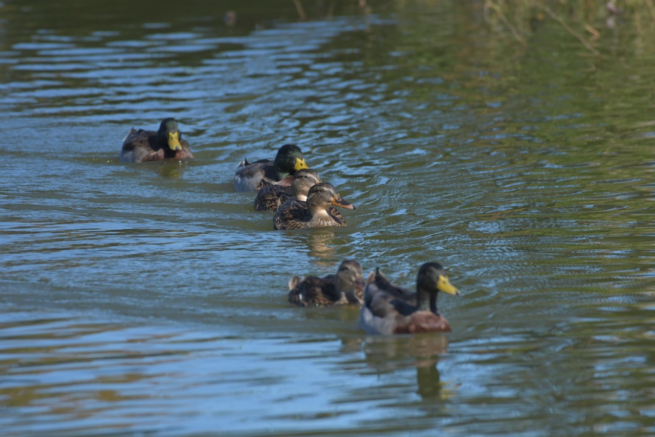 A Raft of Mallards – IN MY VIEWFINDER