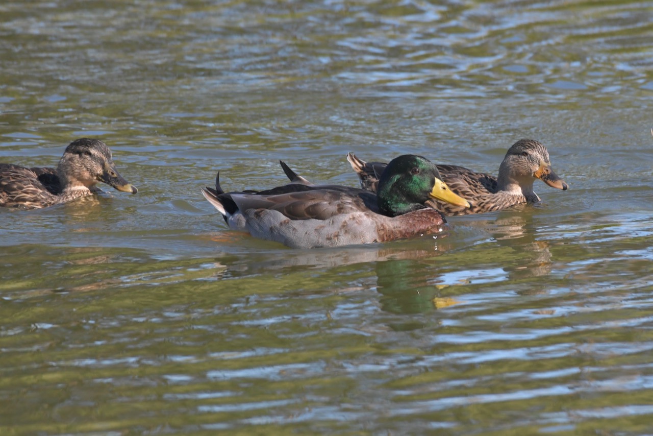A Raft of Mallards – IN MY VIEWFINDER