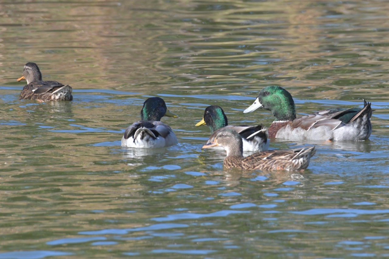 A Raft of Mallards – IN MY VIEWFINDER