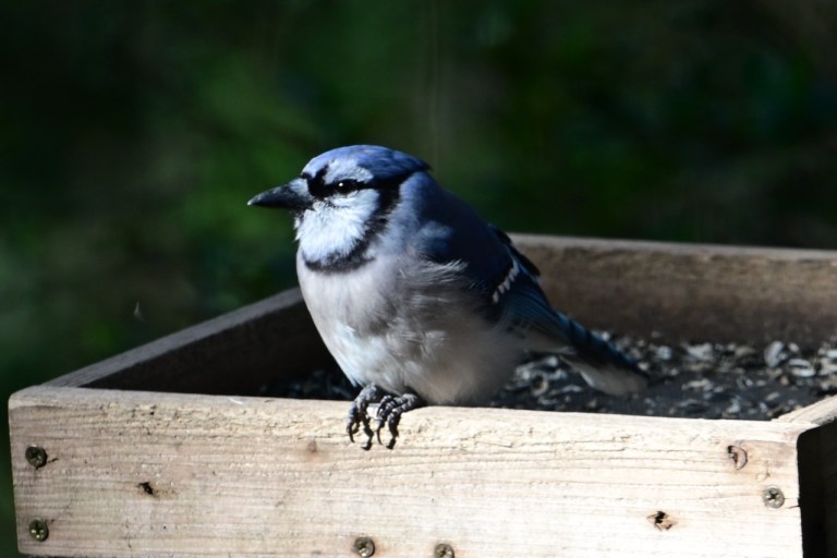 Feeder Watch – IN MY VIEWFINDER